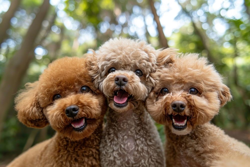 3 poodles animal mammal cute. | Free Photo - rawpixel