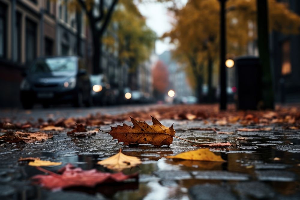 Street autumn leaves rain falls | Premium Photo - rawpixel