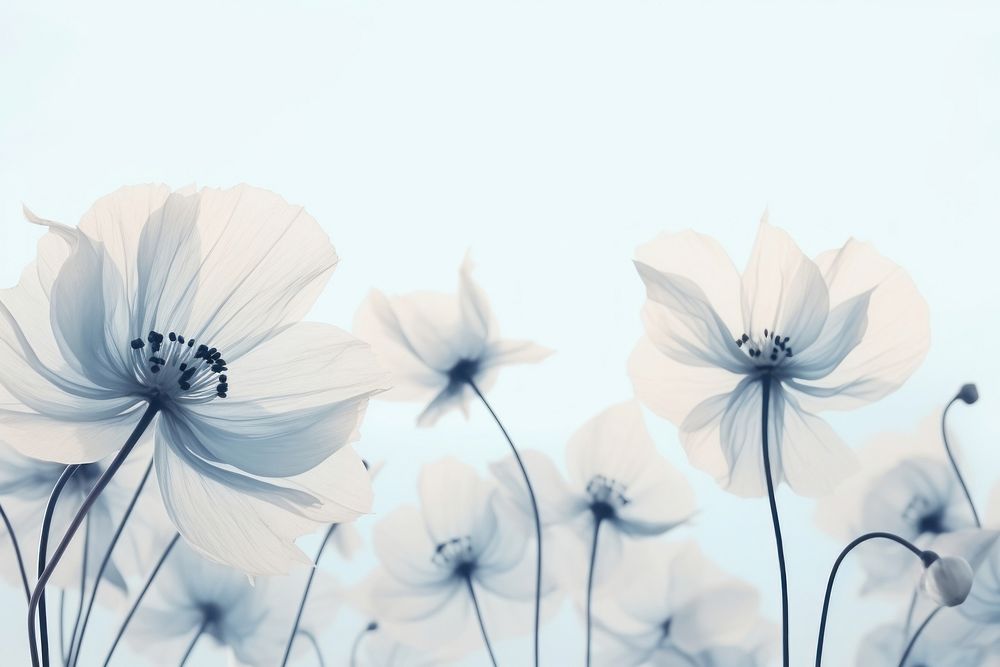 Dried blue flower background backgrounds | Free Photo - rawpixel