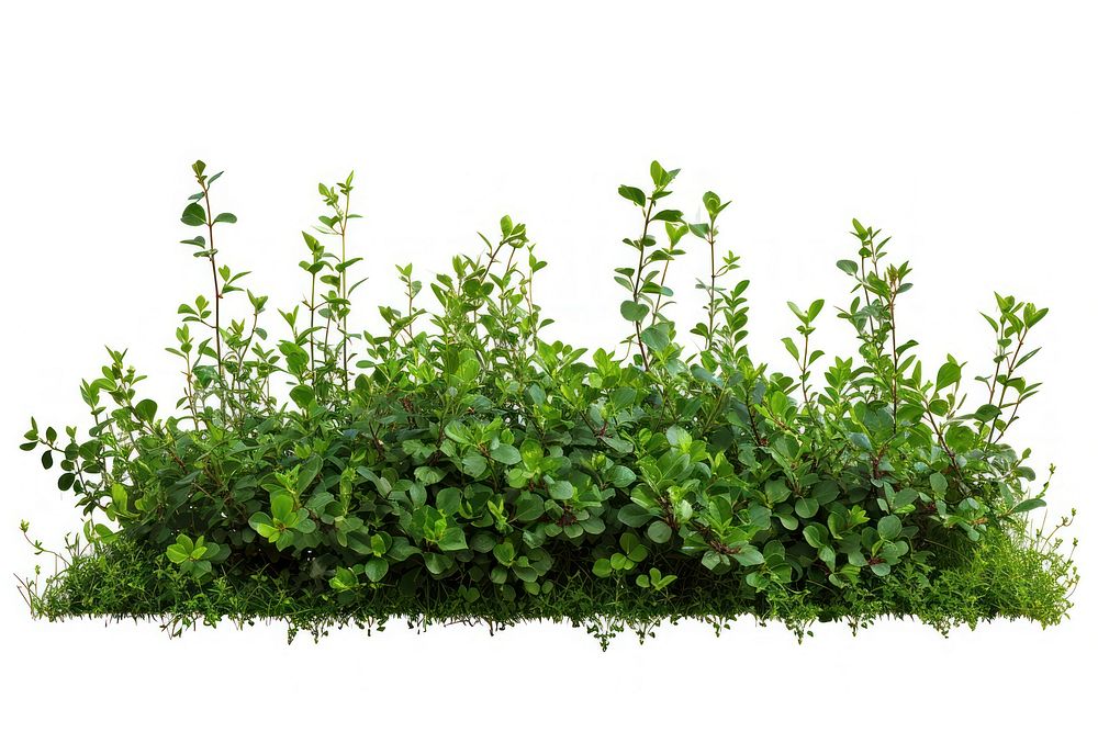 Bush border plant nature flower. | Free Photo - rawpixel