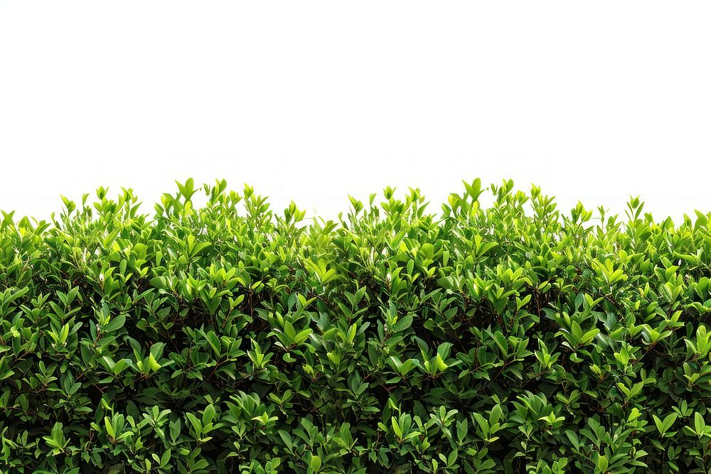 Bush border plant backgrounds nature. | Premium Photo - rawpixel