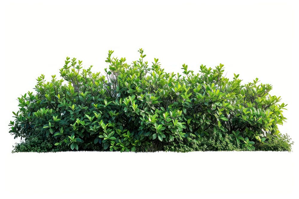 Bush border plant nature hedge. | Free Photo - rawpixel