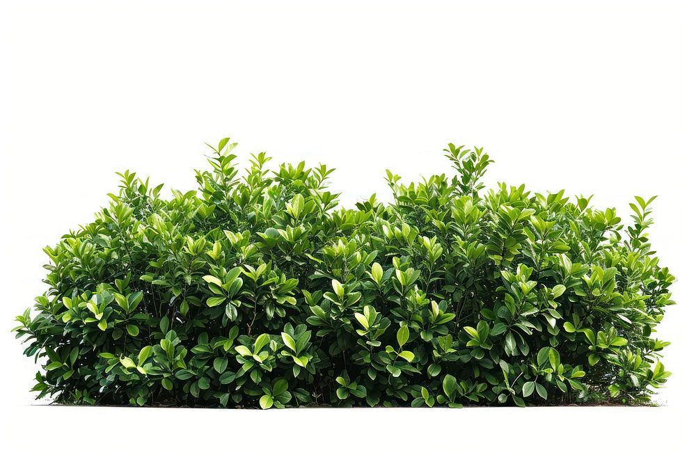 Bush border plant nature hedge. | Premium Photo - rawpixel