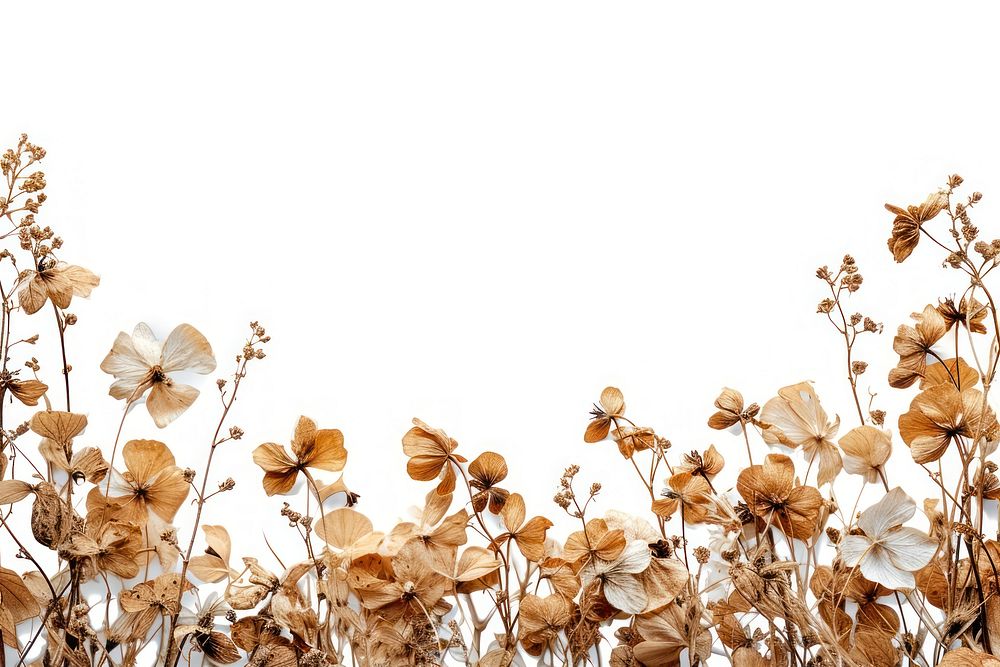 Dried flowers border nature plant | Premium Photo - rawpixel