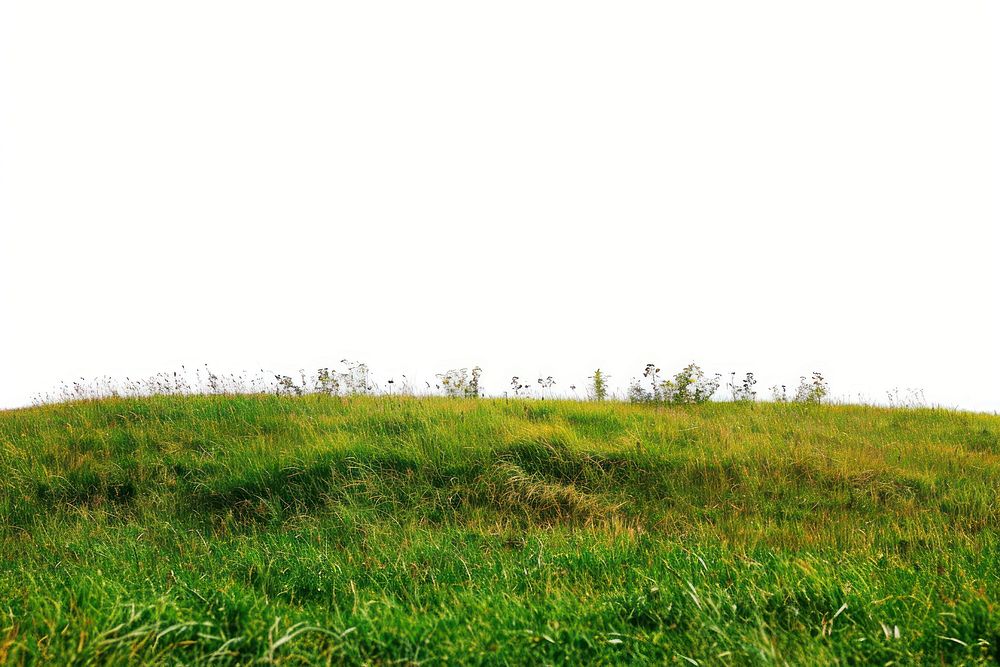 Field border nature plant grassland. | Premium Photo - rawpixel
