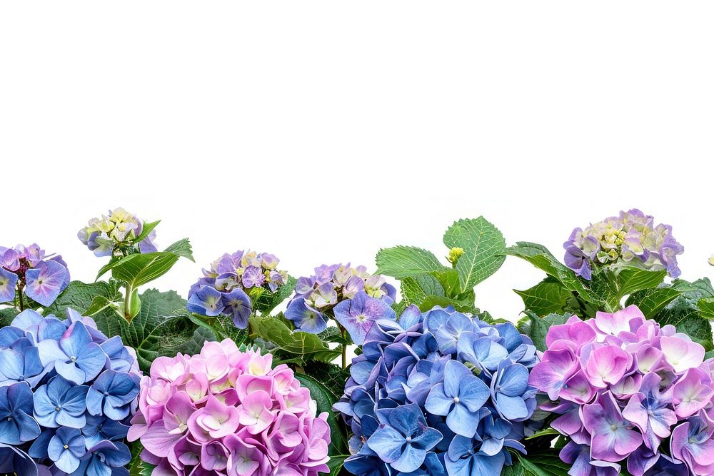 Hydrangea border flower nature plant. | Free Photo - rawpixel