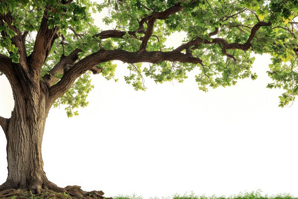 Oak tree border plant backgrounds | Free Photo - rawpixel