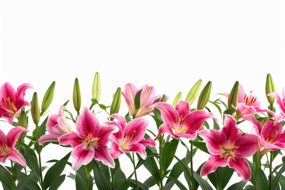 Lilly border flower plant blossom. | Free Photo - rawpixel