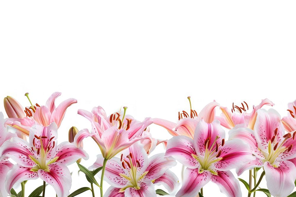 Lilly border flower plant blossom. | Premium Photo - rawpixel