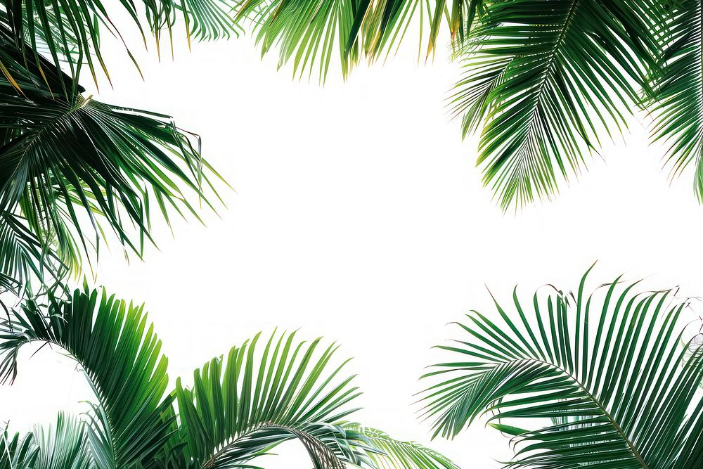Palm tree border nature plant | Free Photo - rawpixel