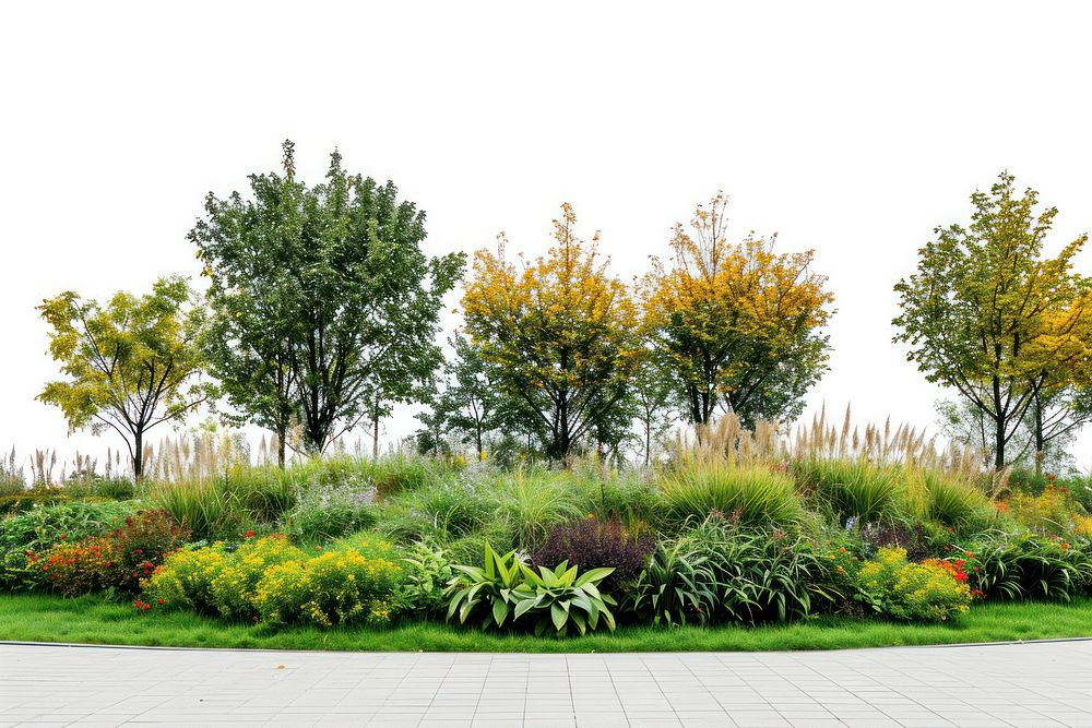 Park border nature plant tree. | Premium Photo - rawpixel