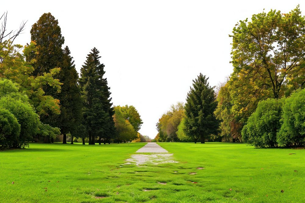 Park border nature plant tree. | Premium Photo - rawpixel