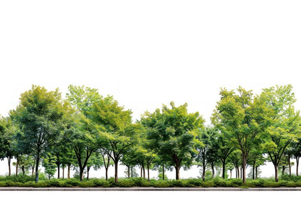 Park border nature plant tree. | Free Photo - rawpixel