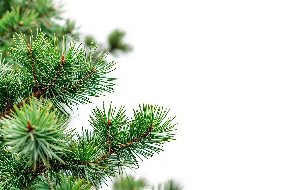 Pine tree border plant backgrounds | Free Photo - rawpixel