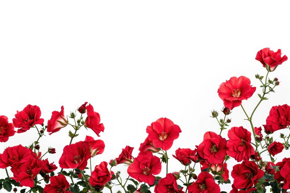 Red flowers border plant blossom | Premium Photo - rawpixel