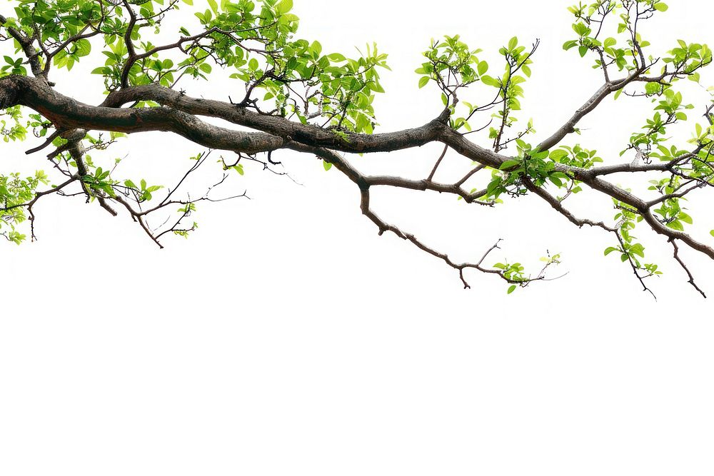 Tree branch border plant nature | Free Photo - rawpixel