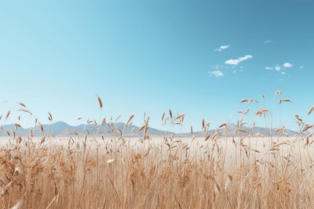Dried grass flower field sky | Free Photo - rawpixel
