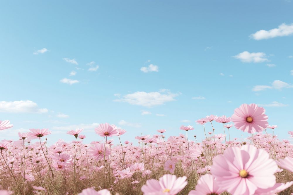 Flower field sky backgrounds grassland. | Premium Photo - rawpixel