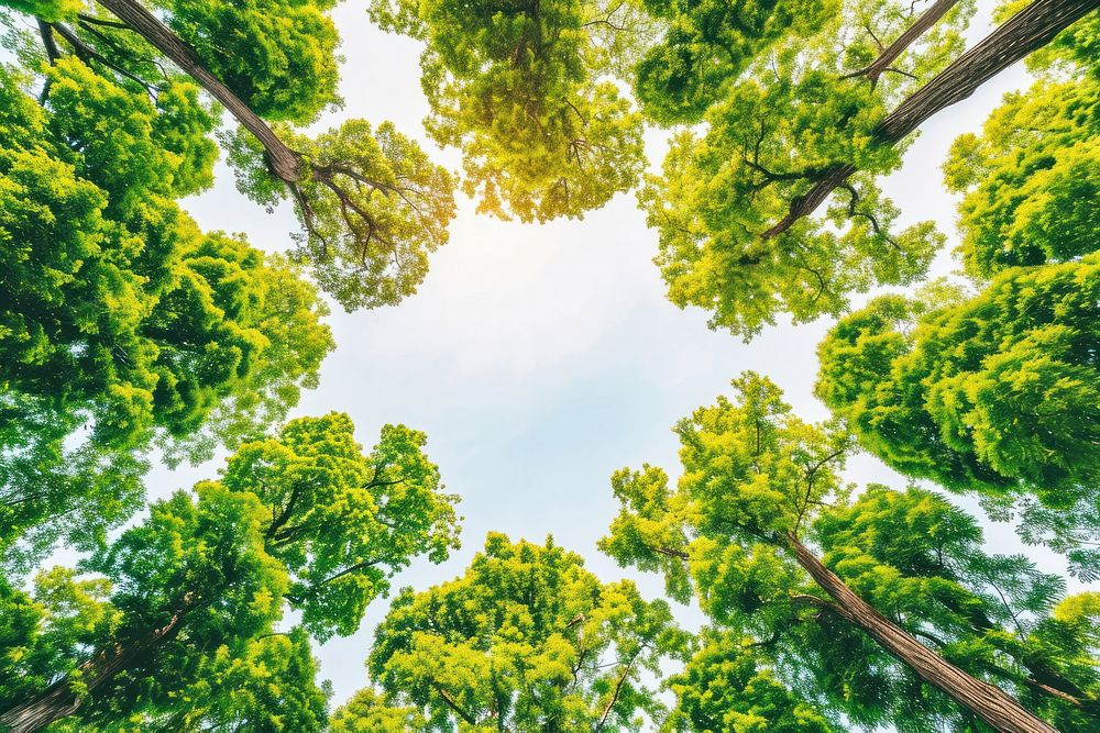 Forest backgrounds outdoors woodland. | Premium Photo - rawpixel