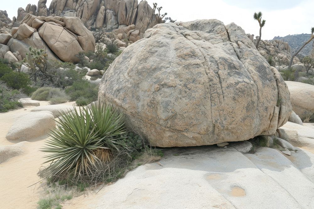 Joshua Tree landscape outdoors plant. | Free Photo - rawpixel