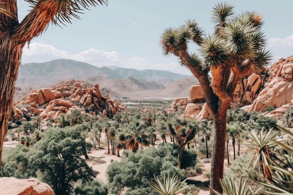 Joshua Tree landscape tree wilderness. | Premium Photo - rawpixel