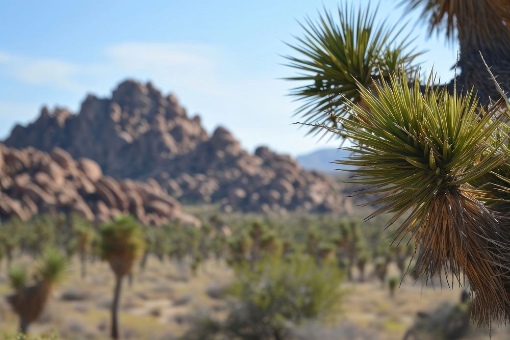 Joshua Tree landscape wilderness outdoors. | Free Photo - rawpixel