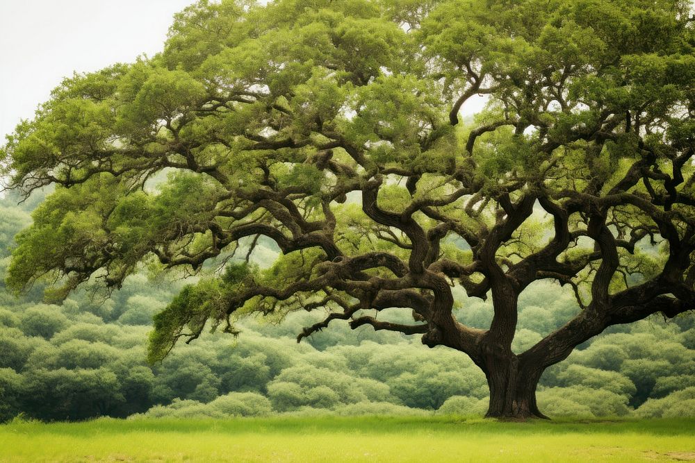 Oak Tree tree plant oak. | Premium Photo - rawpixel