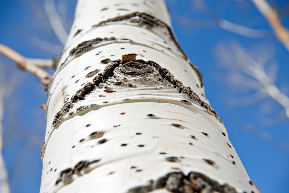 Birch Tree birch tree plant | Free Photo - rawpixel
