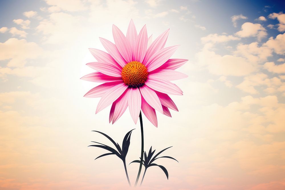 1 pink daisy vector outdoors | Free Photo Illustration - rawpixel