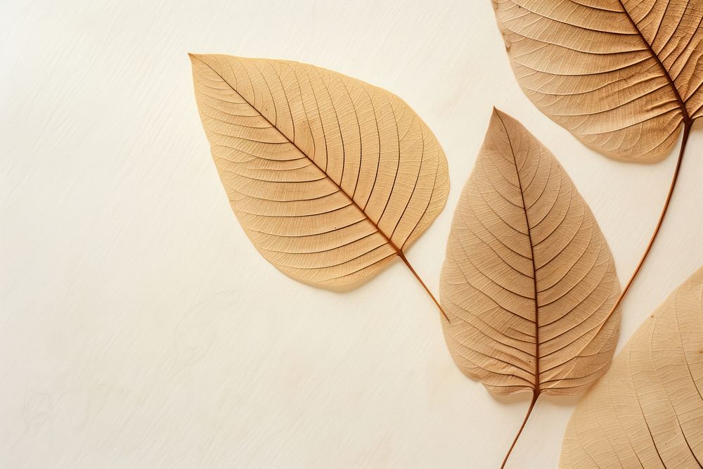 Real pressed tropical leaves backgrounds | Free Photo - rawpixel