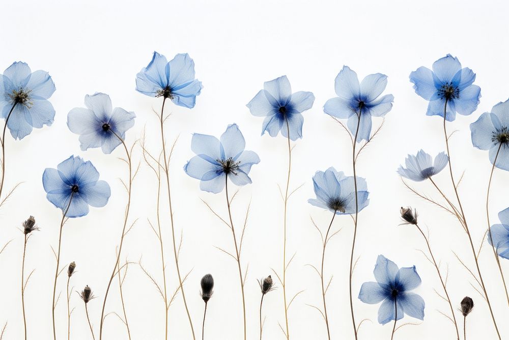 Real pressed blue flowers outdoors | Premium Photo - rawpixel