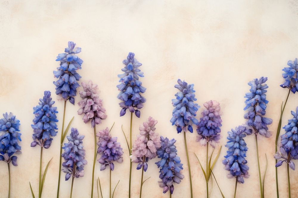 Real pressed hyacinth flowers backgrounds | Premium Photo - rawpixel