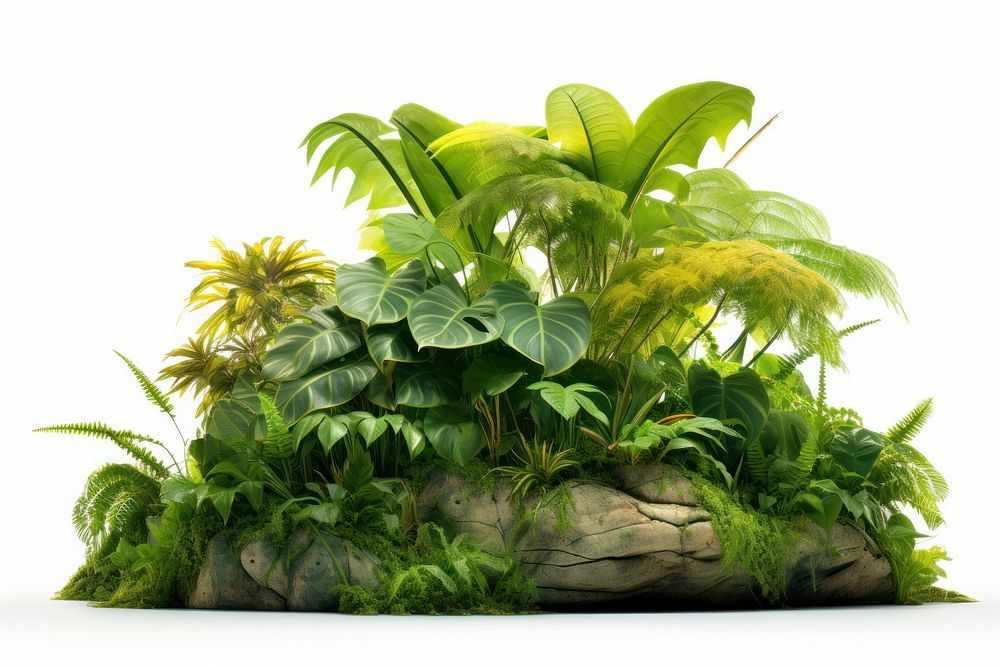 Amazon Rainforest rainforest outdoors nature. | Premium Photo - rawpixel