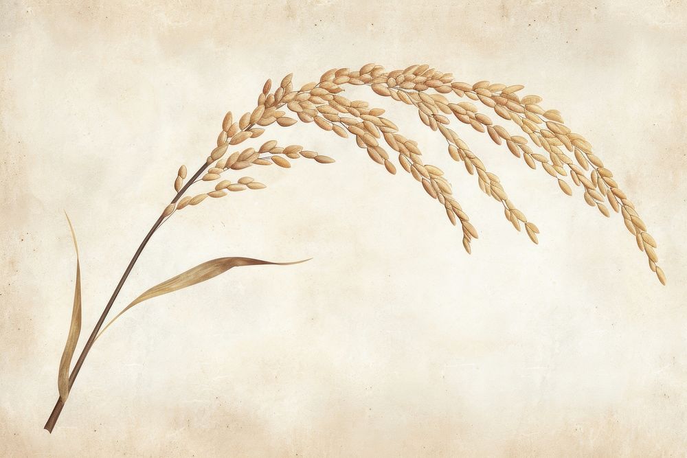 Rice branch plant wheat agriculture. | Free Photo Illustration - rawpixel