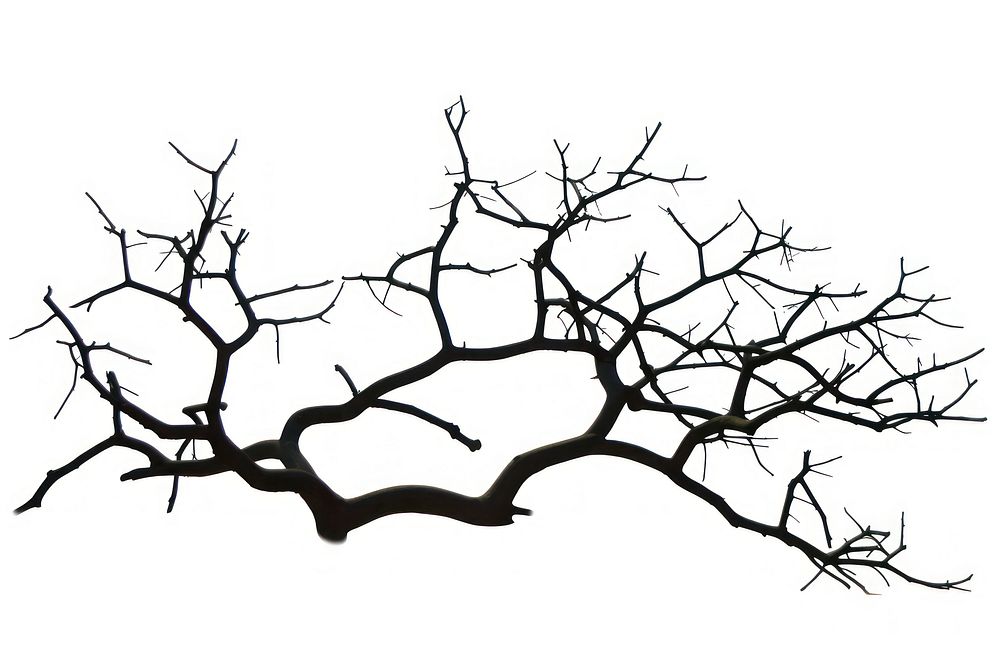 1 tree branch zoom silhouette | Free Photo - rawpixel
