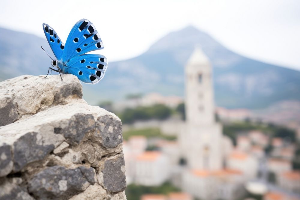 Flower and butterfly architecture building | Premium Photo - rawpixel