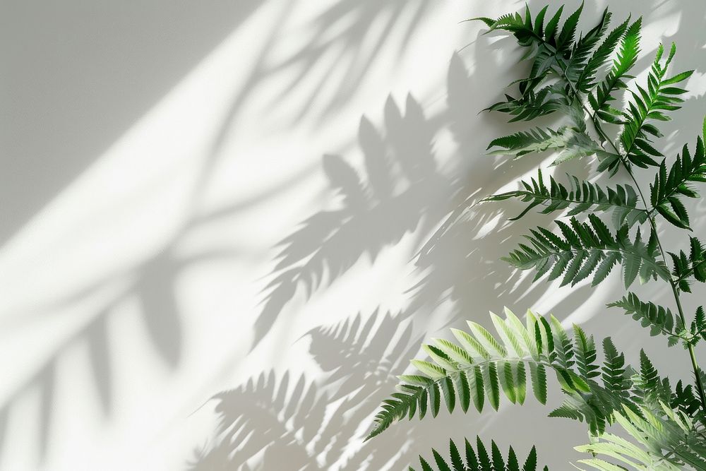 Ferns backgrounds nature shadow. | Free Photo - rawpixel