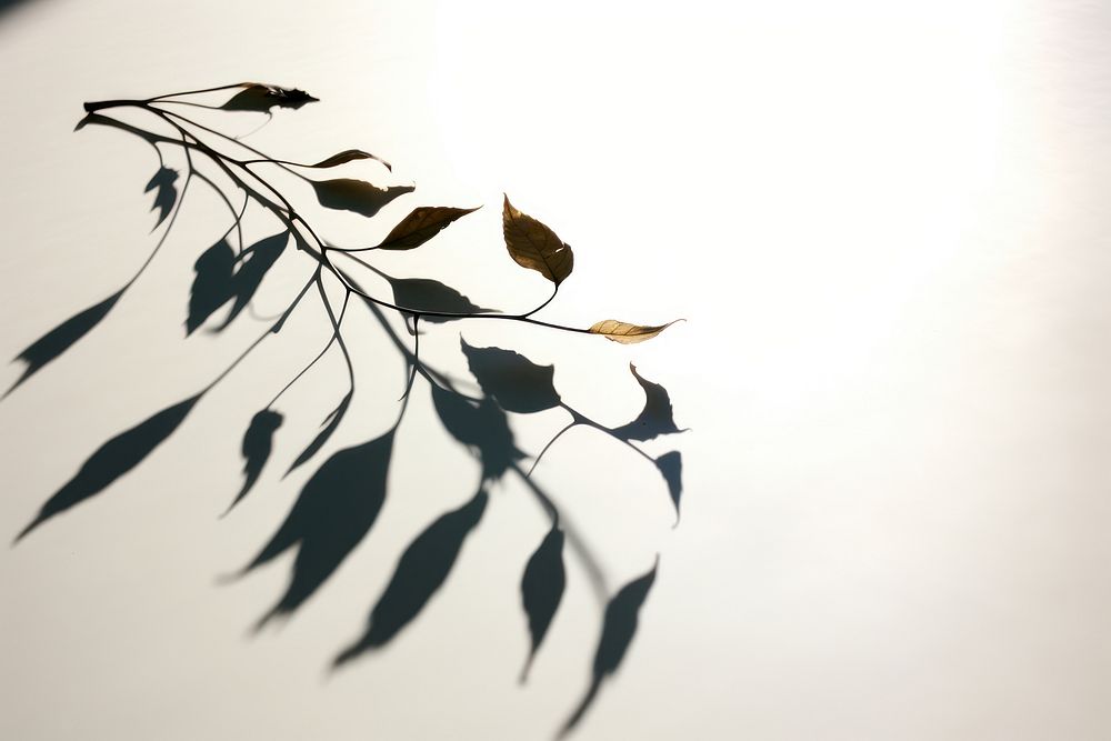 Shadow plant leaf architecture. | Premium Photo - rawpixel