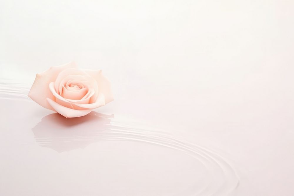 Aesthetic background rose flower petal. | Free Photo - rawpixel