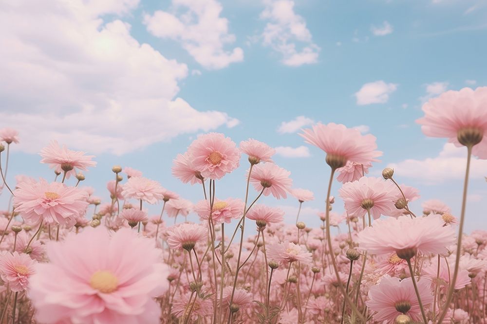 Pink flowers sky outdoors blossom. | Premium Photo - rawpixel
