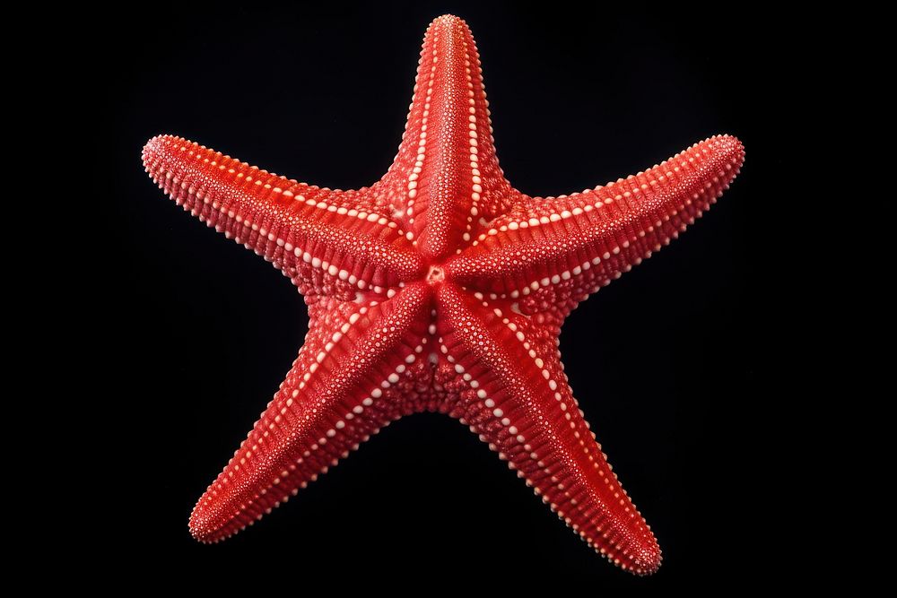 Red starfish invertebrate underwater echinoderm. | Free Photo - rawpixel