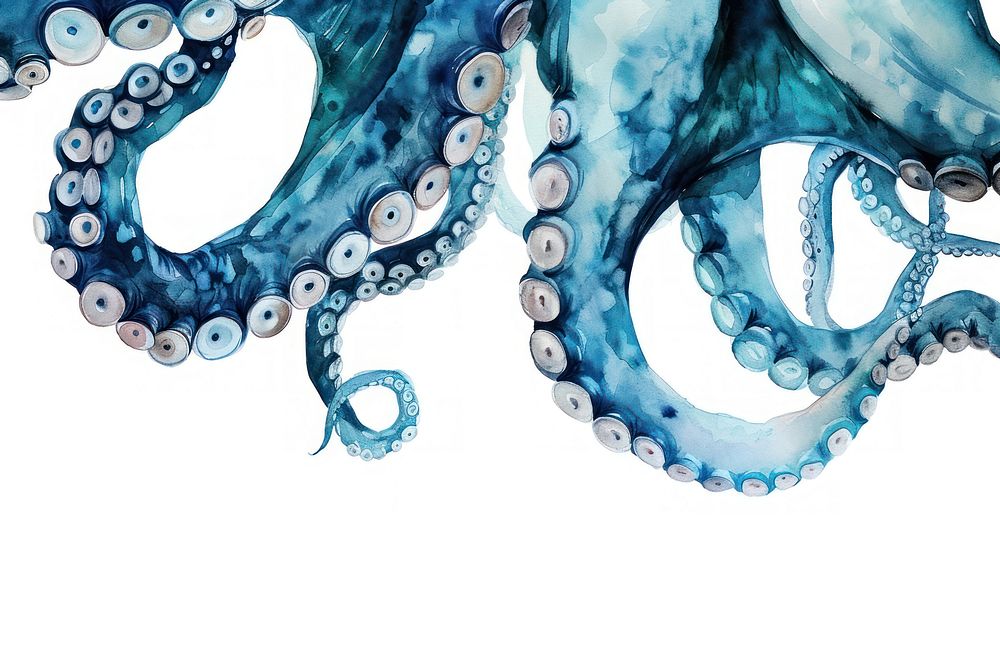 Octopus border octopus animal invertebrate. | Free Photo Illustration ...