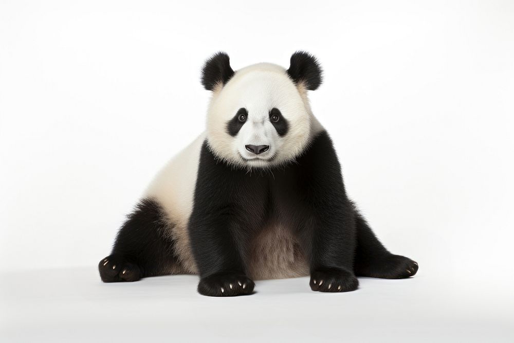 cute panda wildlife animal mammal. | Premium Photo - rawpixel