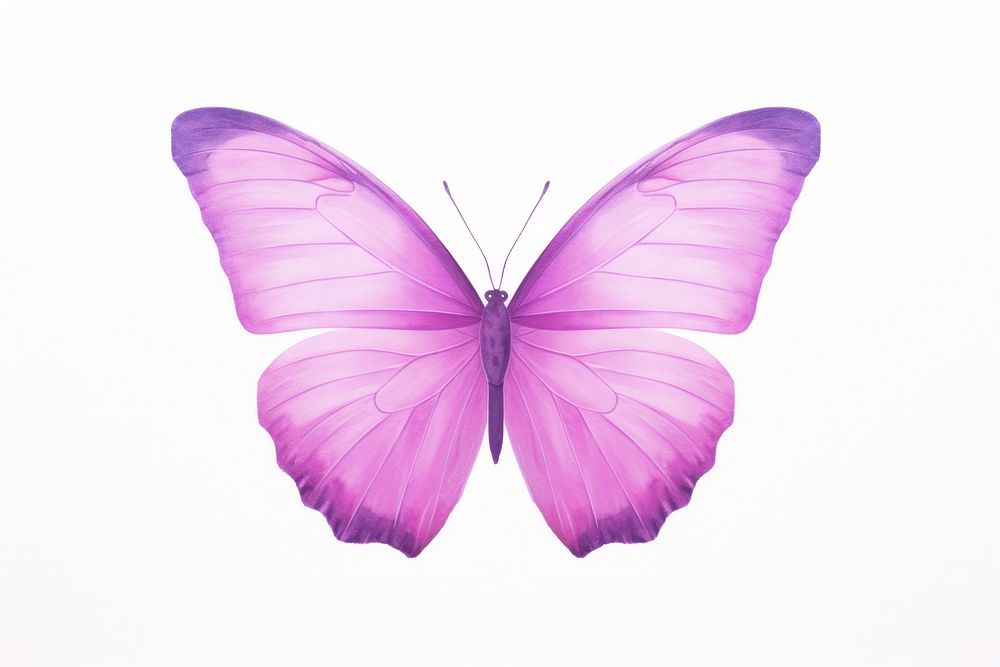 Violet butterfly animal insect purple. | Premium Photo Illustration ...