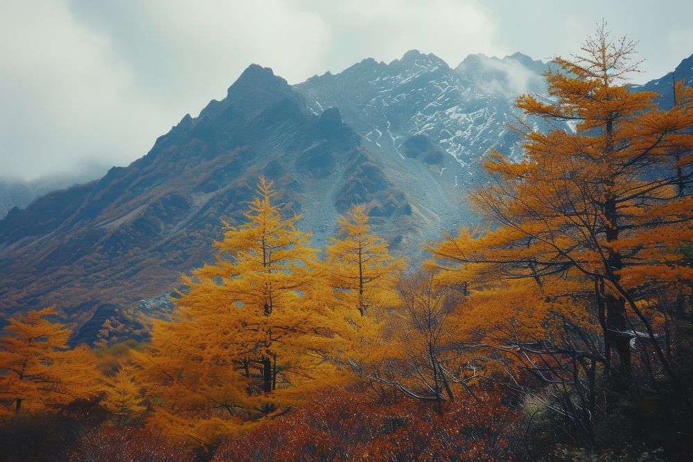 Autumn trees mountain outdoors nature. | Premium Photo - rawpixel