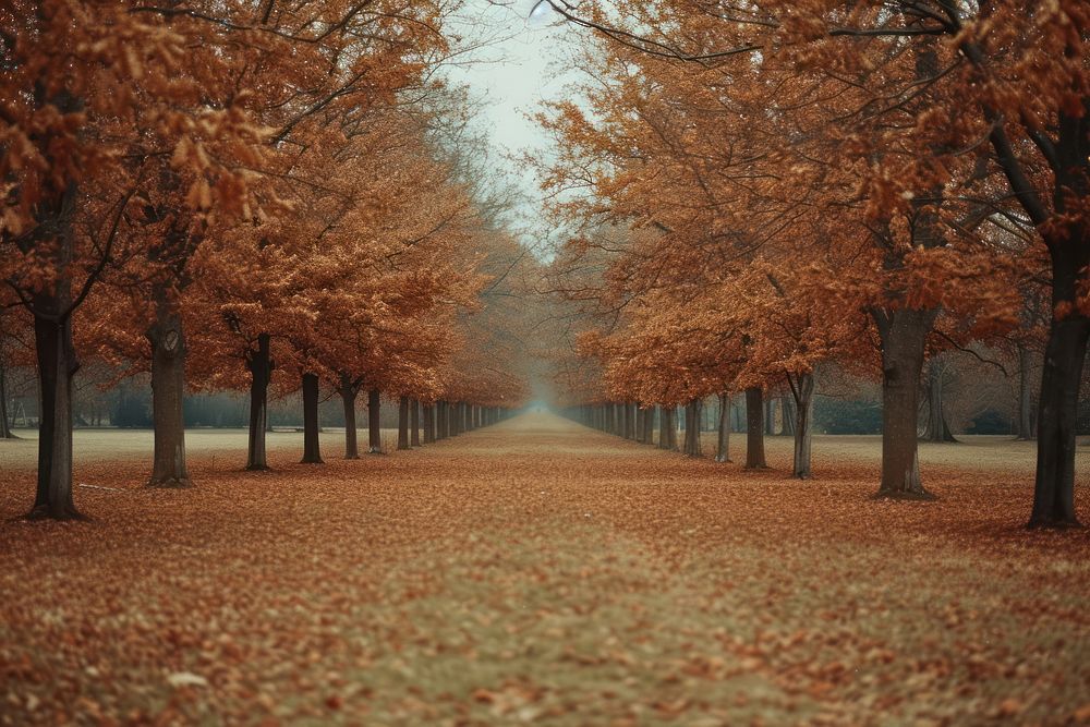 Autumn trees line landscape outdoors | Free Photo - rawpixel
