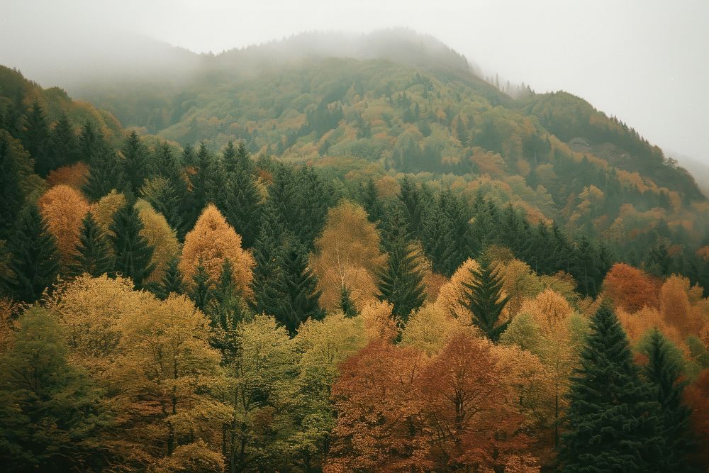 Autumn trees line land landscape | Premium Photo - rawpixel