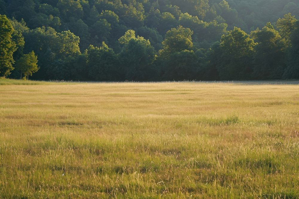 Empty scene meadow grassland outdoors | Premium Photo - rawpixel