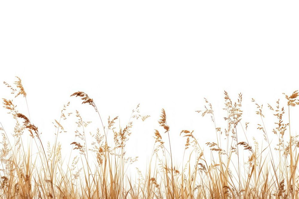 Native prairie grass backgrounds outdoors | Premium Photo Illustration ...