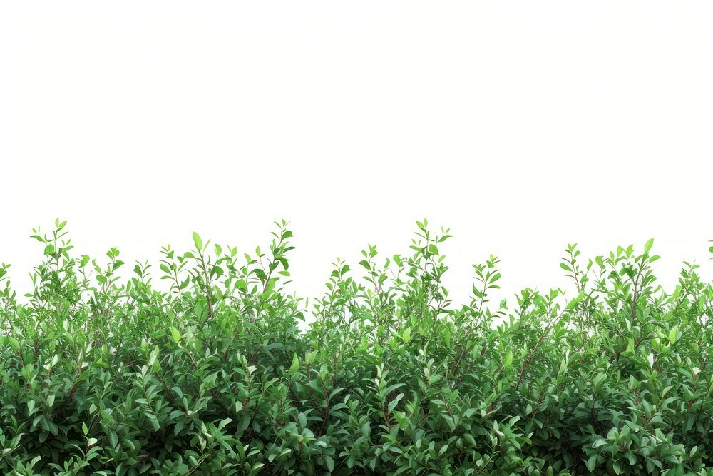 Bushes backgrounds plant hedge. | Free Photo Illustration - rawpixel